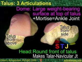 Ankle twisting injuries MSK Radiology | PPSX