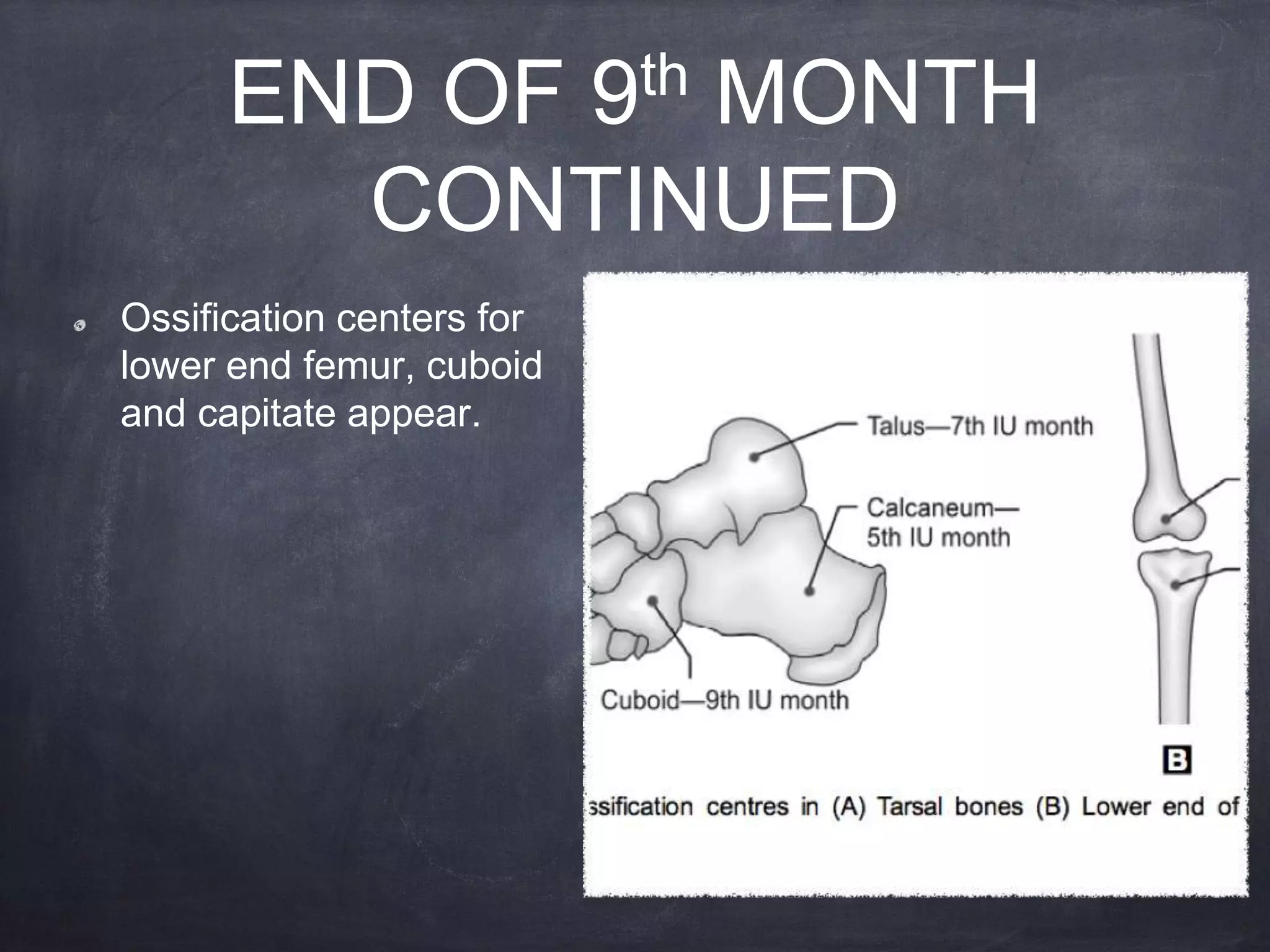 age of fetus with morphological features | PPTX