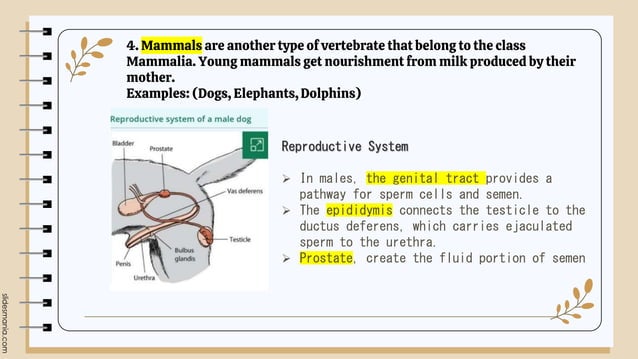 SCI-101-GRADE-5-BIO.pptx