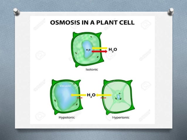diffusion& osmosis | PPTX
