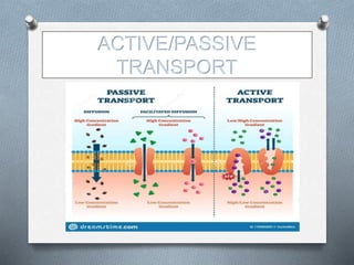 diffusion& osmosis | PPTX