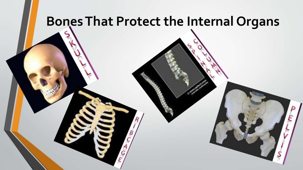 Sci 4 l 3 identify The Bones That Protect The Internal Organs Sci 4 l 3 identify The Bones That Protect The Internal Organs