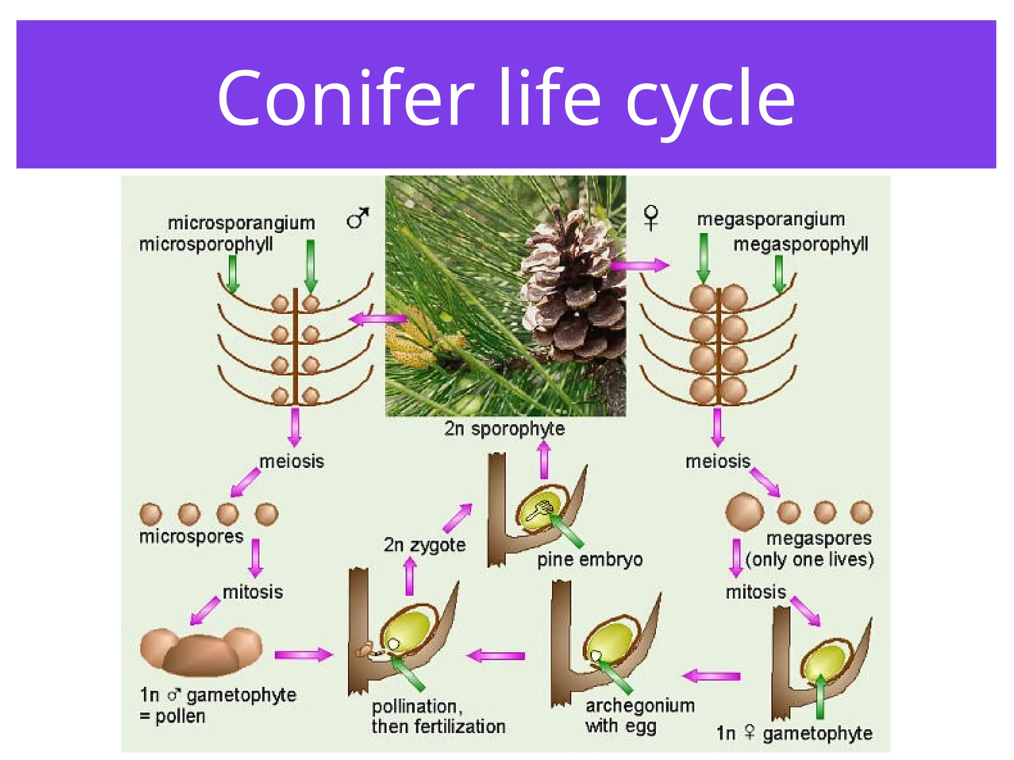 Sci-6- Q2- wk7-8 - Distinguish how spore-bearing and cone-bearing ...