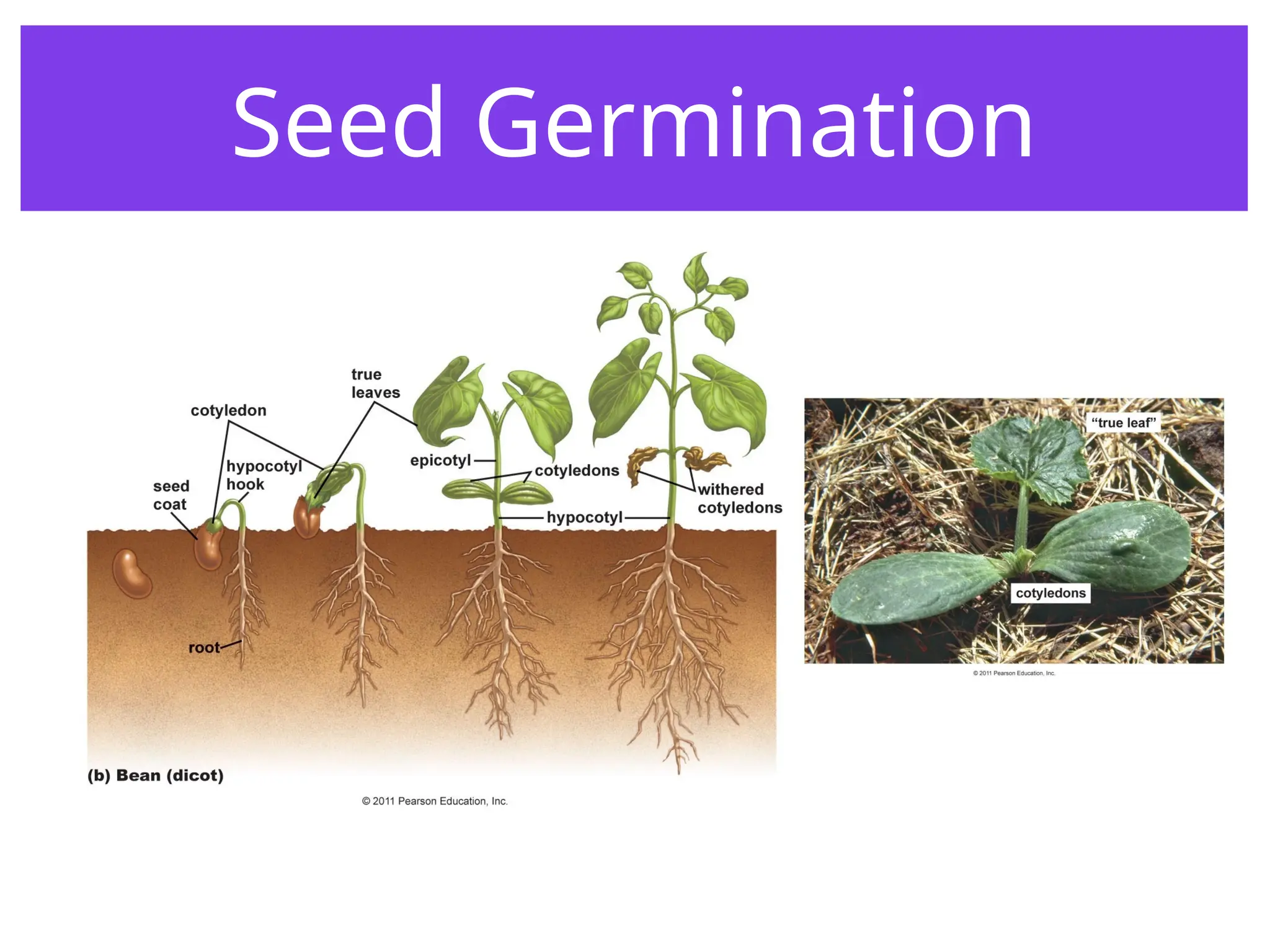 Sci-6- Q2- wk7-8 - Distinguish how spore-bearing and cone-bearing ...