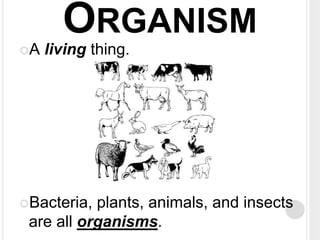 Science Ecosystem Relationships Vocabulary Cards | PPTX