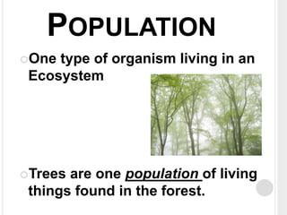 Science Ecosystem Relationships Vocabulary Cards | PPTX