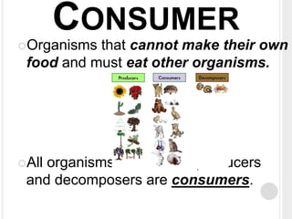 Science Ecosystem Relationships Vocabulary Cards | PPTX