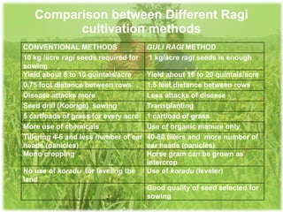 1162 Experience of System of Crop Intensification (SCI) in Finger ...