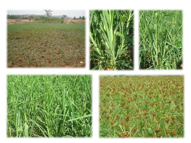1162 Experience of System of Crop Intensification (SCI) in Finger ...