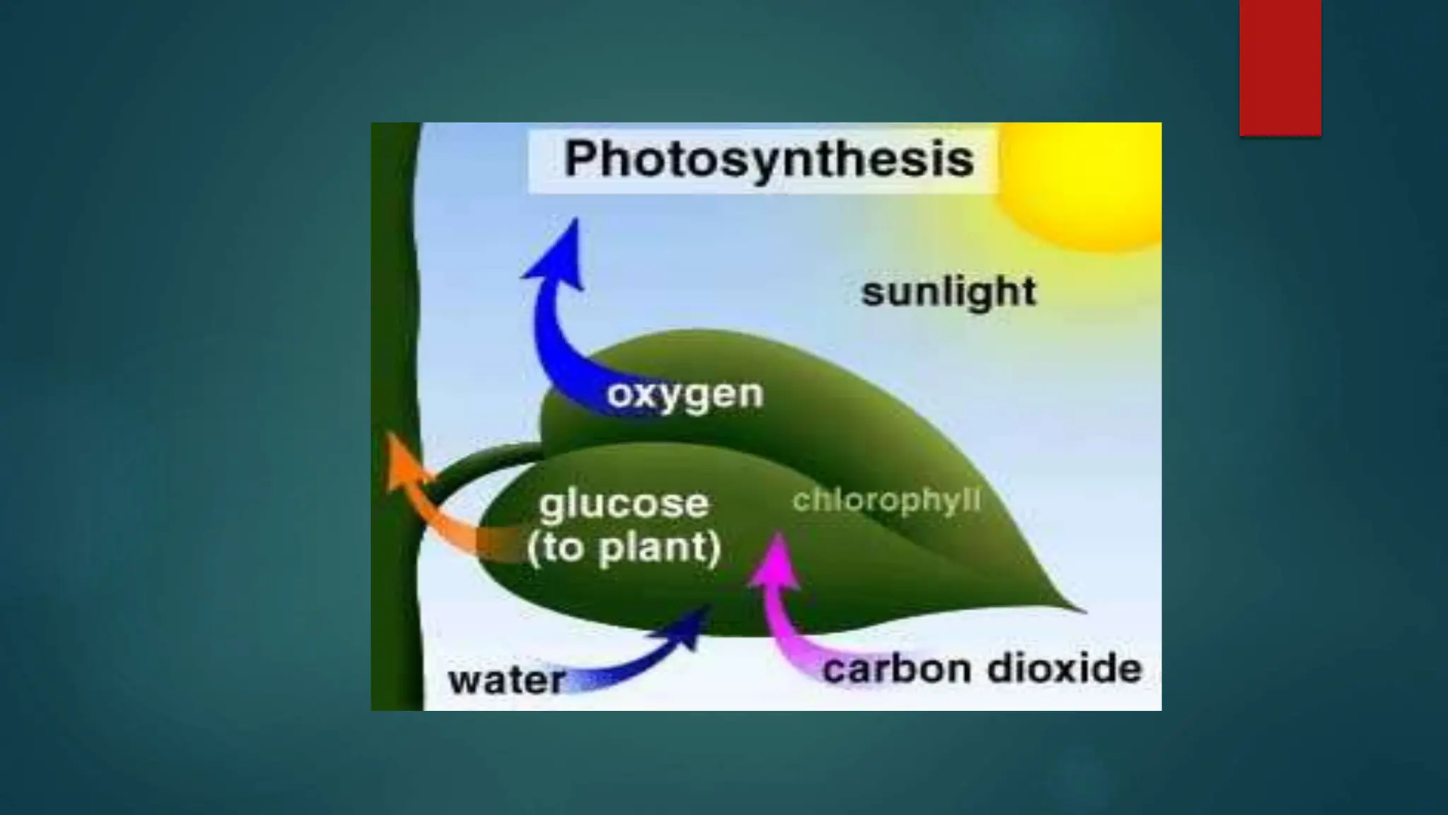 Lesson 1: Photosynthesis( Physical science) | PPT