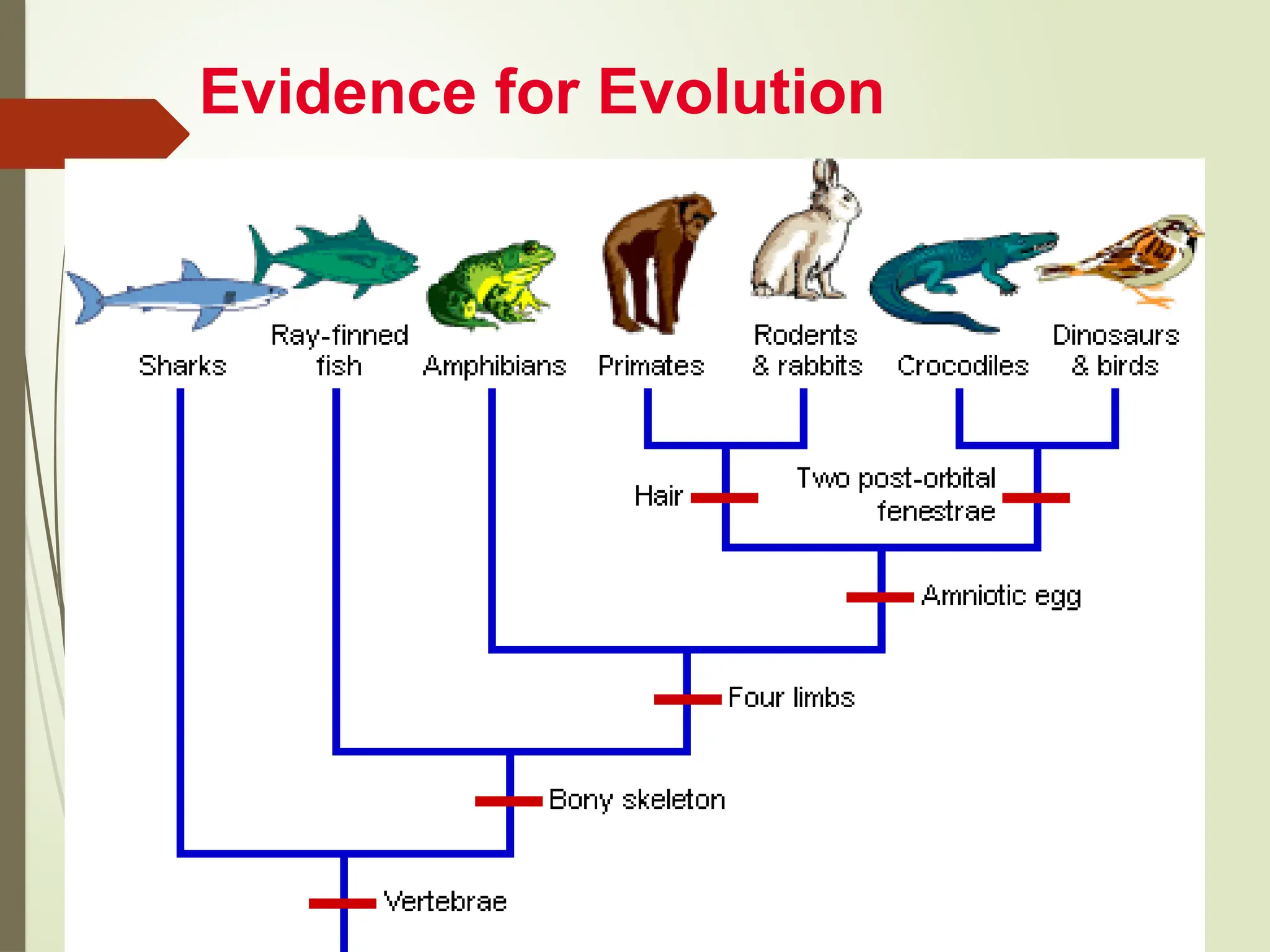 SCIENCE10-Q3-MODULE 6 THE Evolution.pptx