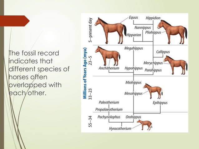 SCIENCE10-Q3-MODULE 6 THE Evolution.pptx