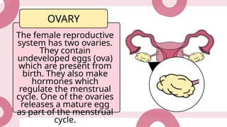 Sci 10 Q3 - Lesson 2 Female Reproductive System (1).pptx