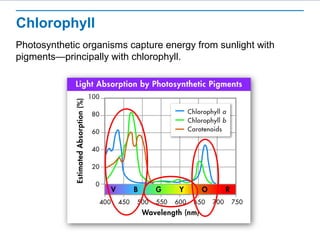 Photosynthesis Overview | PPT