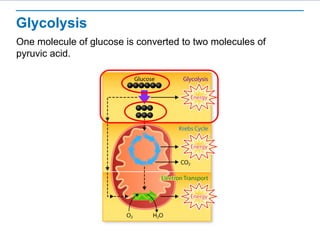 Pyruvic Acid Cellular Respiration