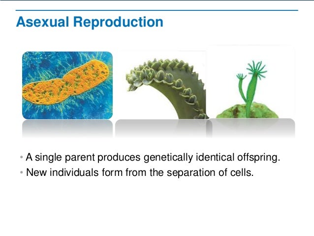 Cell Growth, Division, Reproduction