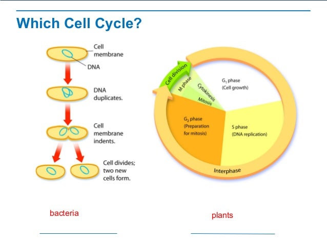 The Process of Cell Division