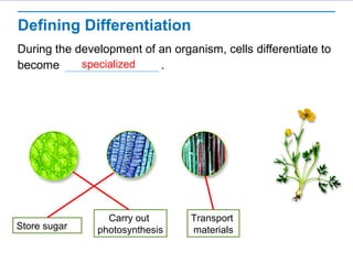 Stem Cells | PPT