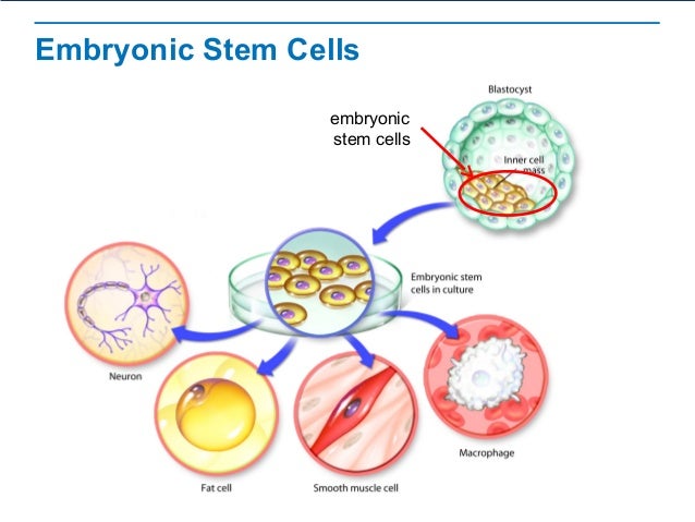Why Stem Cell Research Is Controversial Why Stem Cell Research Is Controversial