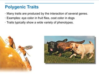 Polygenic Traits Examples In Animals