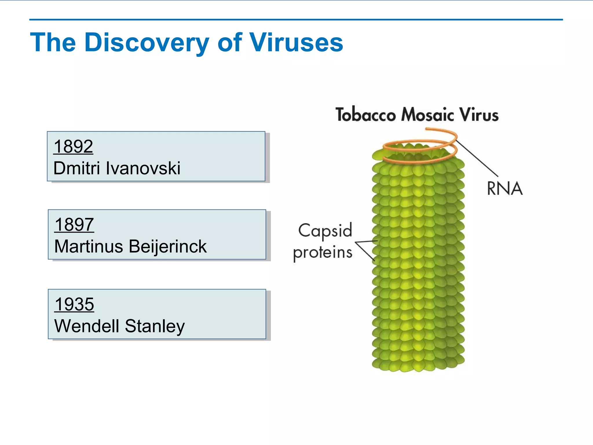 Viruses | PPT