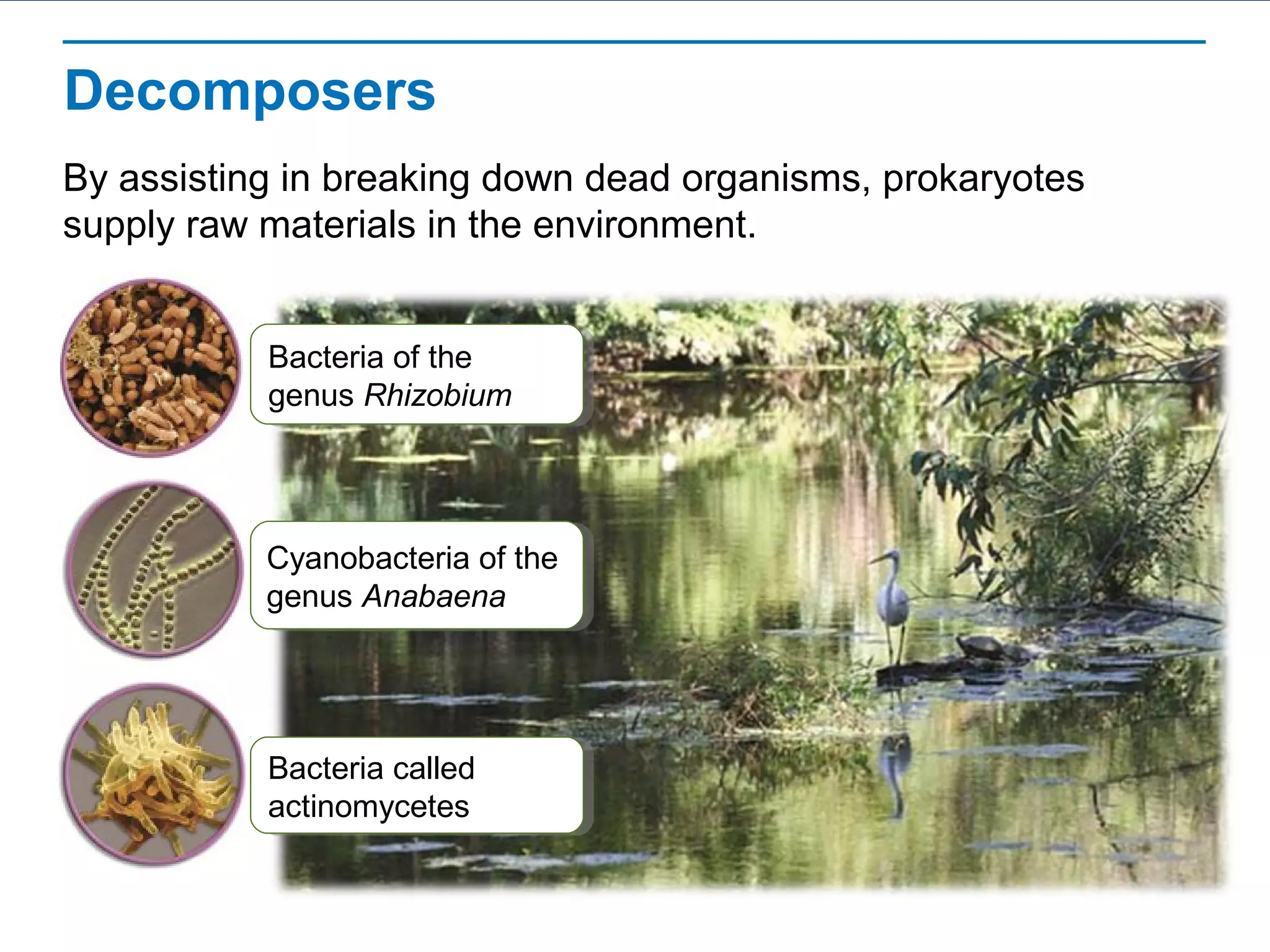 Prokaryotes | PPT