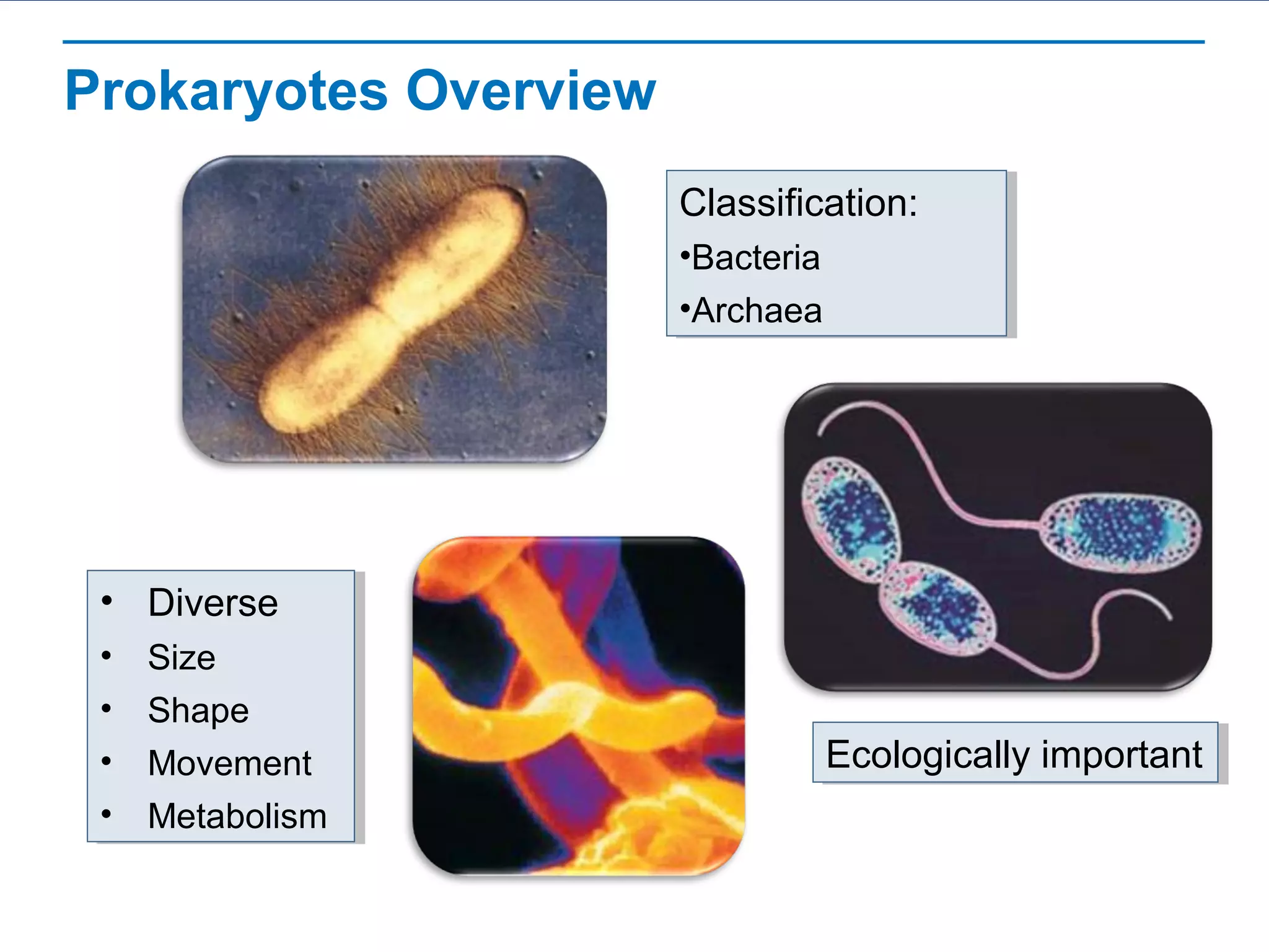 Prokaryotes | PPT