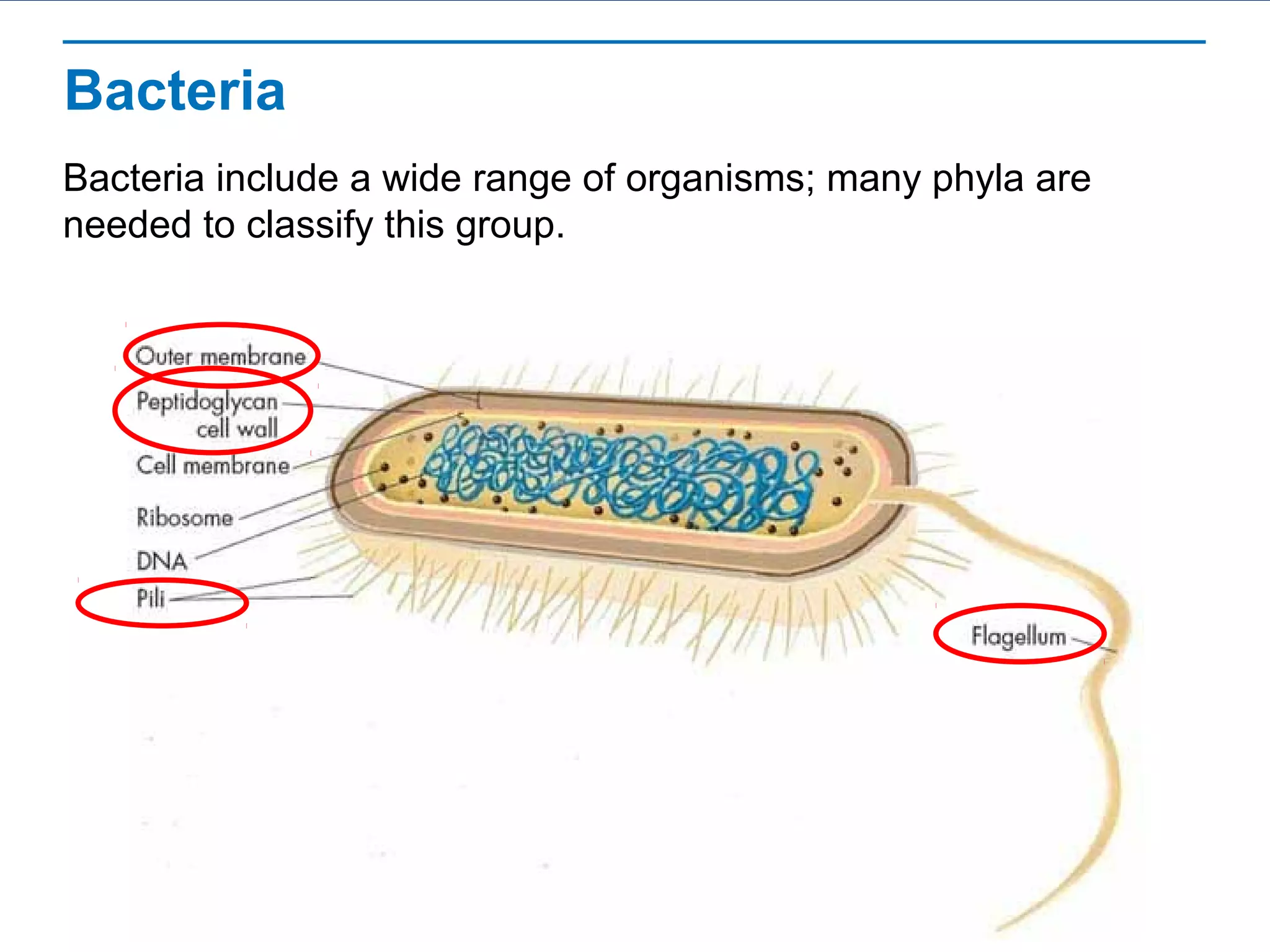 Prokaryotes | PPT | Biological Sciences | Science