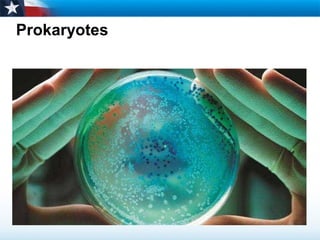 Prokaryotes | PPT