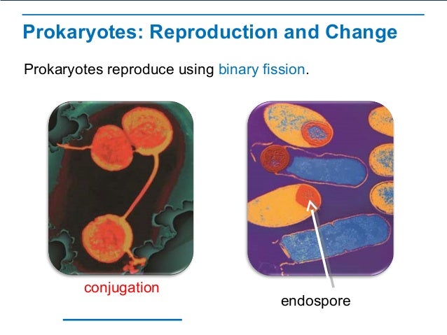 Prokaryotes