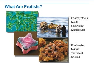 Protista | PPT
