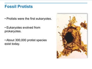 Protista | PPT