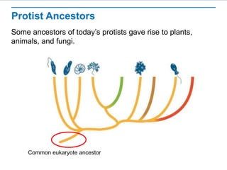 Protista | PPT