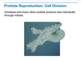 Protists part 2 | PPT | Infertility | Reproductive Health
