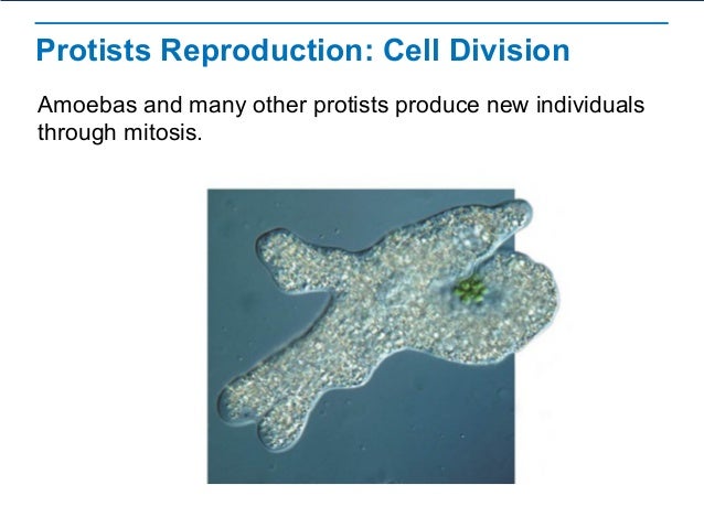 Protists Part 2 