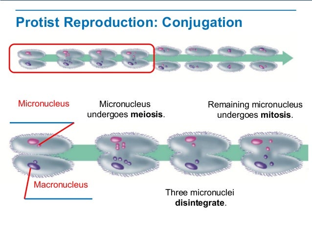 Protists Part 2 