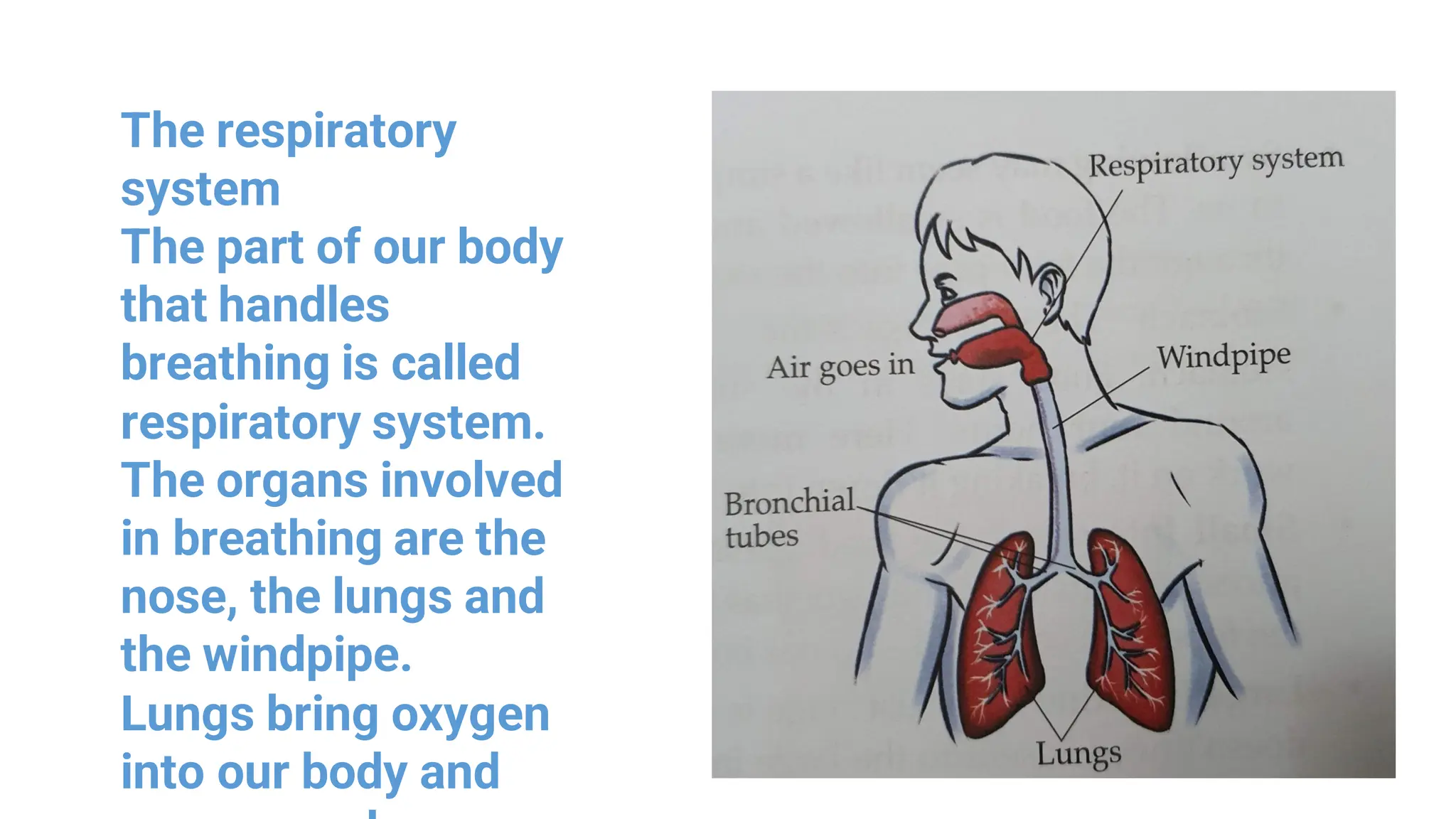 man the living machine a science project | PDF