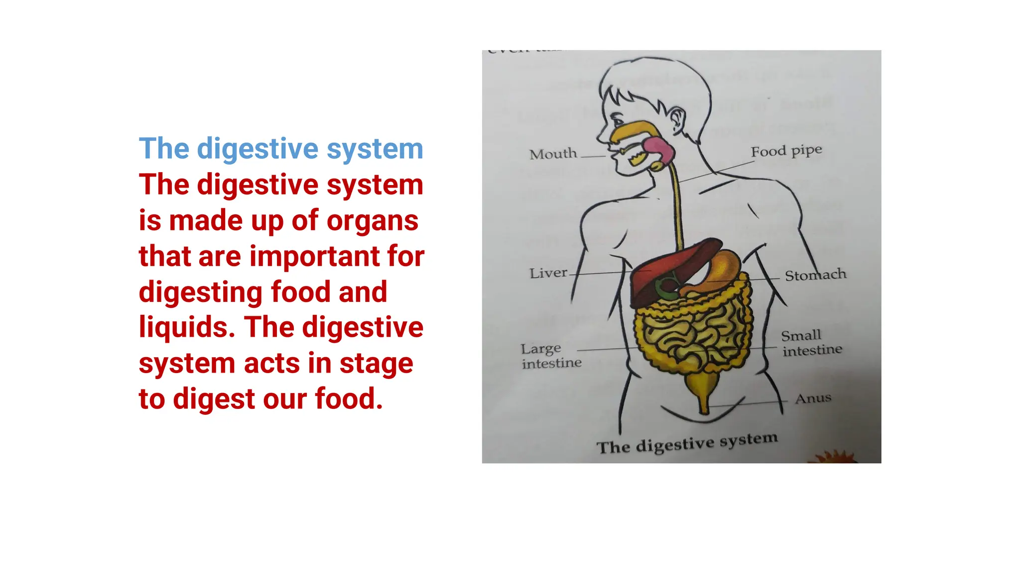 man the living machine a science project | PDF