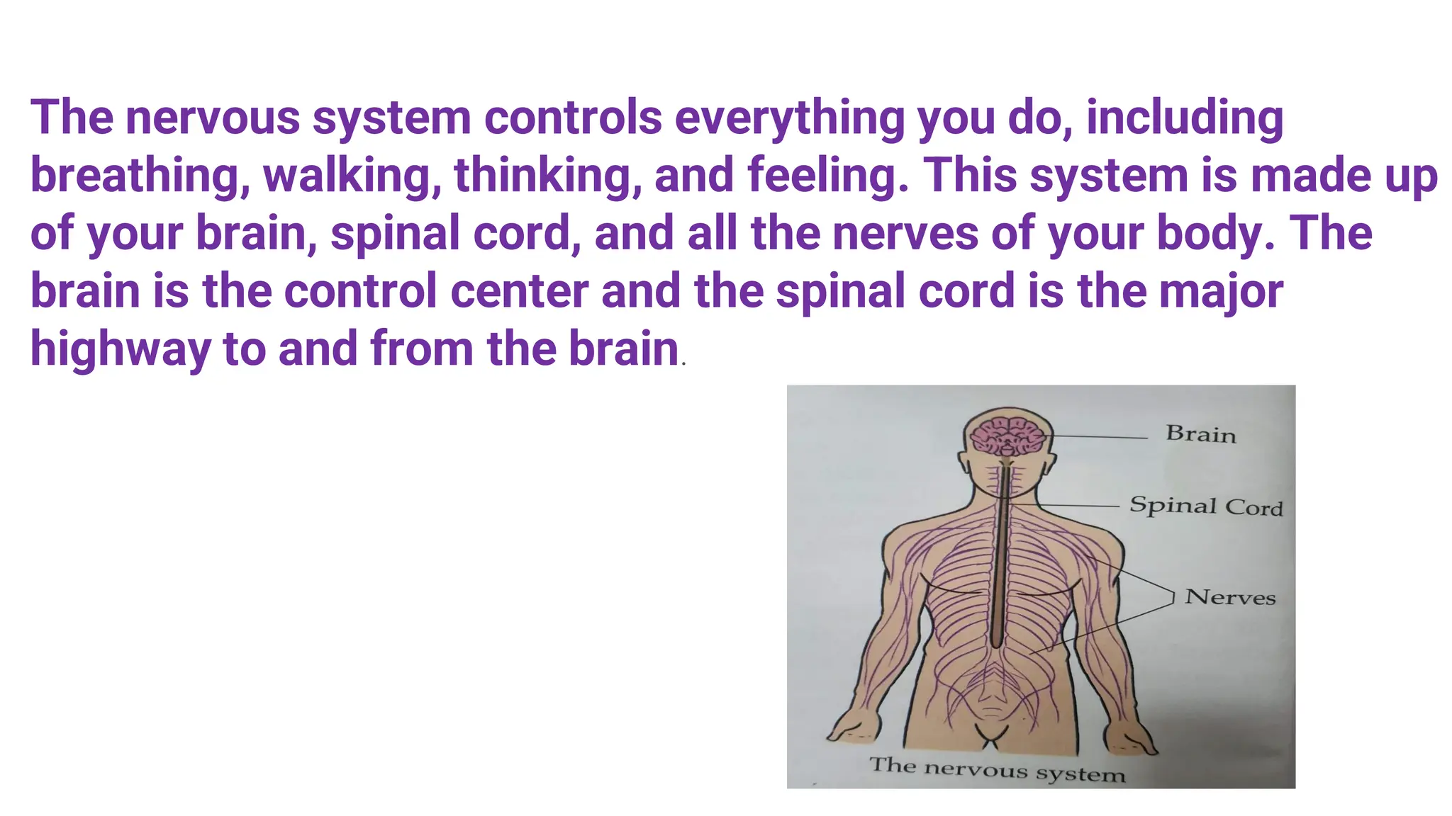 man the living machine a science project | PDF