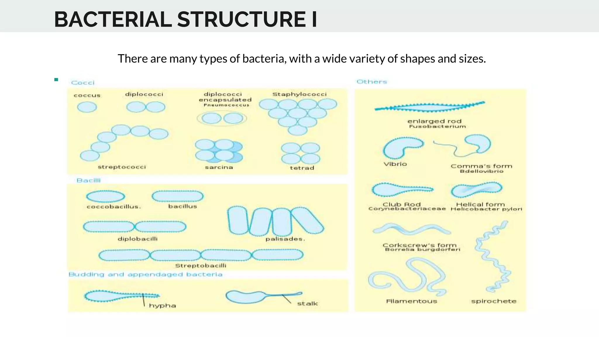 Sci4 lesson types of microbes | PPTX