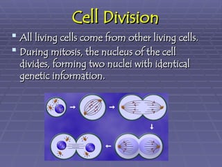 grade 7 science 7 second quarter cell division | PPT