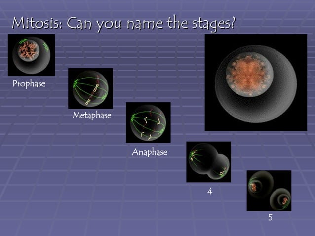 grade 7 science 7 second quarter cell division | PPT