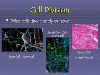 grade 7 science 7 second quarter cell division | PPT