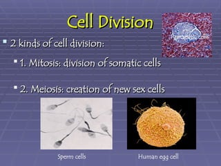 grade 7 science 7 second quarter cell division | PPT