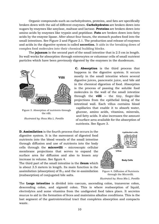 Grade 8 Science Module 1 4th Quarter Digestive system | PDF