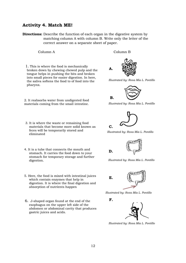 Grade 8 Science Module 1 4th Quarter Digestive system | PDF