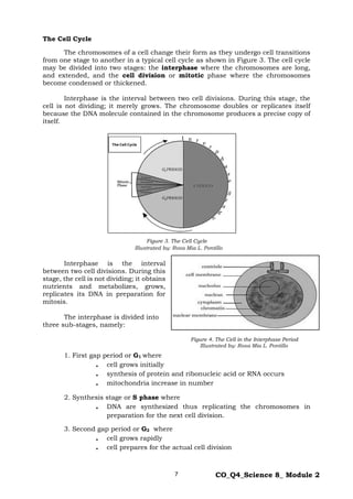 Grade 8 Science Module 2 Quarter 4 Cellular Reproduction | PDF