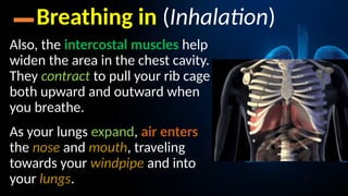 SCI 9 - Q1 - Lesson 1.A - Respiratory System.pptx