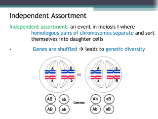 Sci 9A Lesson 5 April 7 - Meiosis | PPT