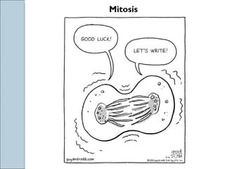 Meiosis Cartoon Strip